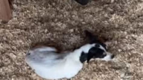 Come Eliminare Lodore Di Cane In Casa Con Un Trucco Infallibile