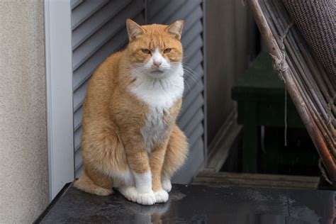濡れそぼつ猫拠点 一日一猫