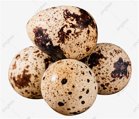 Quail Egg Illustrations Royaltyfree Vector Graphics