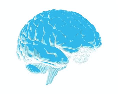 Brain Rendering Illustration Front View Left Right Function Activity