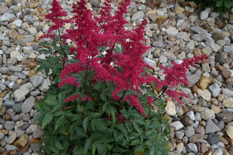Fanal Astilbe Is A Spring Blooming Perennial That Works Well In Shade