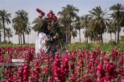آخرین خبر برداشت گل در حمیدیه