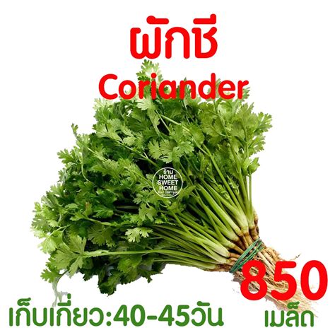 Clearance ฟองน้ำเพาะกล้า ฟองน้ำเพาะเมล็ด ฟองน้ำปลูกผัก ปลูกผักไฮโดร