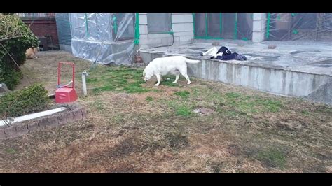 래브라도리트리버 산이연이 꿀모닝 조은일요일되쟈용 👍 Youtube