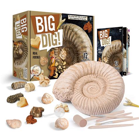 Real Fossils China Real Fossils Manufacturers Suppliers Factory