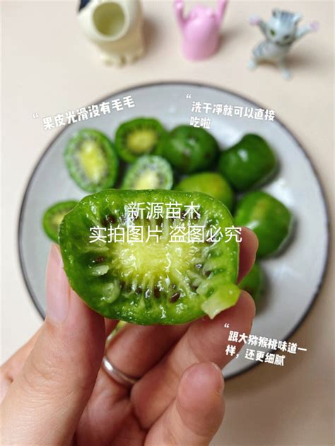 嫁接大果软枣猕猴桃树苗绿心日内瓦软枣猕猴桃苗盆栽地栽当年结果虎窝淘