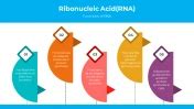 Ribonucleic Acid PowerPoint And Google Slides Template