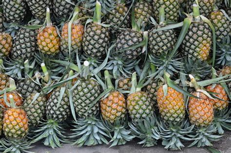 파인애플 배경 하와이안 파인애플 배경 파인애플의 많은 과일 배경 건강한 생활방식에 대한 스톡 사진 및 기타 이미지 건강한