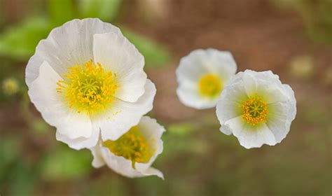 밝은 녹색 잎 배경에 흰색 양귀비 꽃의 필드 맨 위 보기입니다 0명에 대한 스톡 사진 및 기타 이미지 0명 개화기 계절