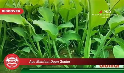 Banyak Yang Belum Tau Ini 30 Manfaat Daun Genjer Yang Bikin Penasaran
