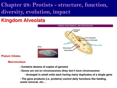 PPT Chapter 28 Protists Structure Function Diversity Evolution Impact PowerPoint