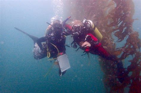 Bc Scientists Have Developed A Technique To Restore Kelp Forests For