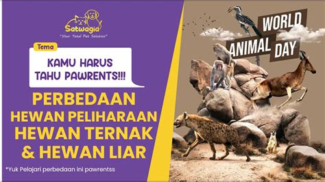 KAMU TAHU WAJIB TAHU PERBEDAAN HEWAN PELIHARAAN HEWAN TERNAK DAN