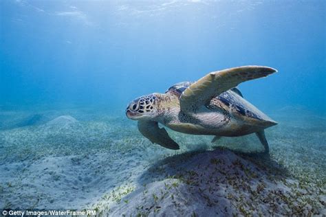 Turtles Ability To Retract Head Evolved To Hunt Not Hide Daily Mail