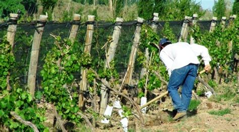 Heladas Tardías 8200 Productores Ya Gestionaron Sus Certificados