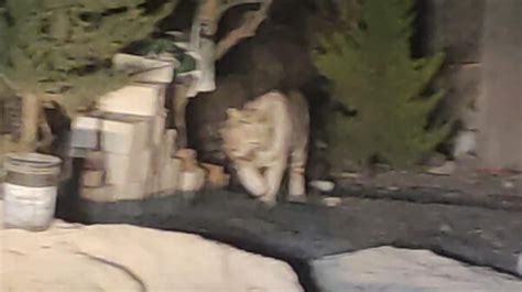 Tigre Abatido En Querétaro Tiene Características Diferentes Al De