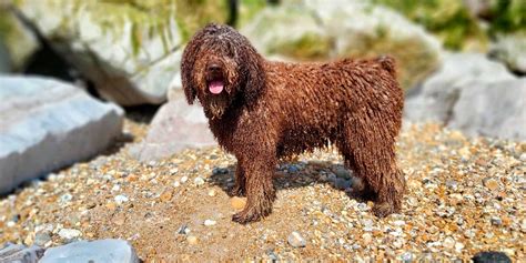 Perro De Agua