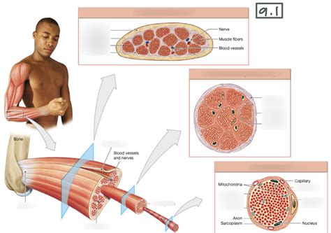 91 Skeletal Muscle Structureorganization Diagram Quizlet