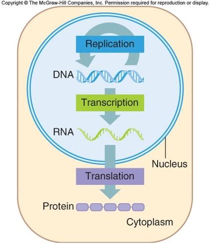 Chapter 10 Gene Action From Dna To Protein Flashcards Quizlet