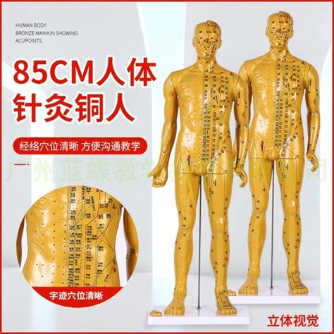 刻字超清晰經絡通男女人體模型人體經絡模型中醫銅人針灸穴位模型【美品ldyx】 蝦皮購物