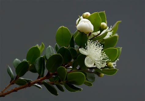 Fotografía Arrayan En Flor De Edith Polverini En Plantas