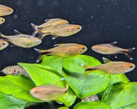 生体 E Scape Online