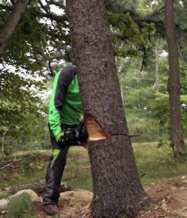 The Arborists Five Step Tree Felling Plan
