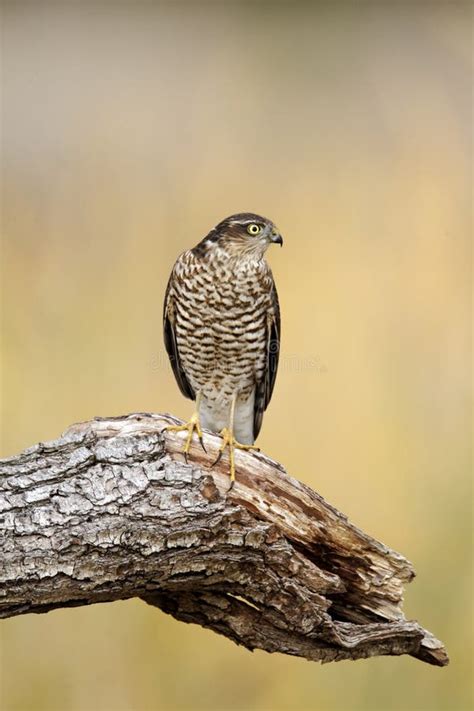 Sparrowhawk Accipiter Nisus Stock Image Image Of Hedgerow Hawk