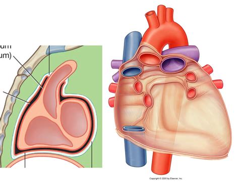 Diagram Of Pericardium Quizlet