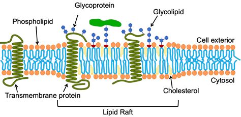 Cell Membrane Phospholipids And Proteins