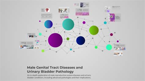 Male Genital Tract Diseases And Urinary Bladder Pathology By Javlonbek