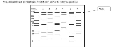 Solved Using The Sample Gel Electrophoresis Results Below Chegg