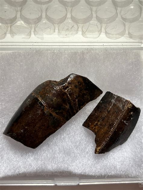Tyrannosaurus Rex Tooth Fragment Pierson Fossil Company Llc