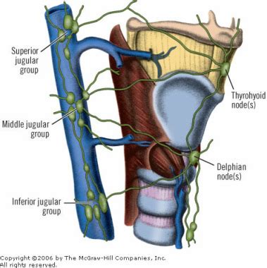 Lymphatic Drainage ENLARGED THYROIDFor General Public