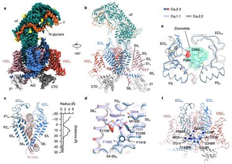 Architecture of the CaV2 3 α2δ1β1 complex a b Cryo EM map a and