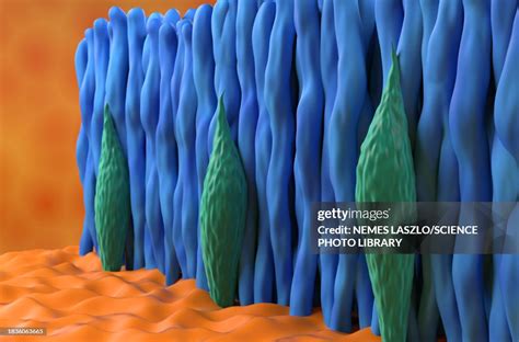 Rod And Cone Cells In The Retina Illustration High Res Vector Graphic