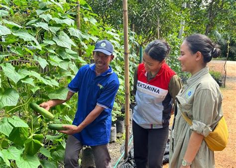 Efek Berganda Pemanfaatan Biogas Di Desa Energi Berdikari Binaan PHR