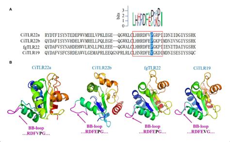 Amino Acid Sequence Alignment And Crystal Structure Of The Tlr Download Scientific Diagram