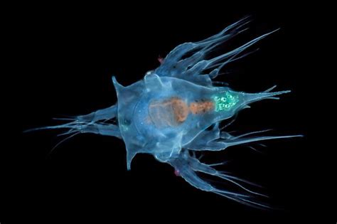 Barnacle Nauplius Fish Pet Water Photography Barnacles