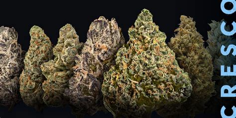 Cresco Cannabis House Of Strains