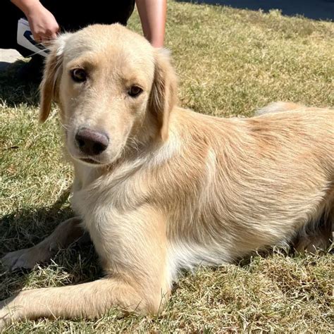 浪犬將安樂死「嚇到腿軟」！最後奇蹟出現了 Beanfun