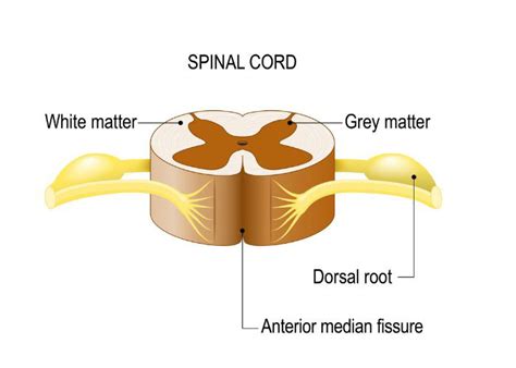 Dorsal Root Ganglion Location