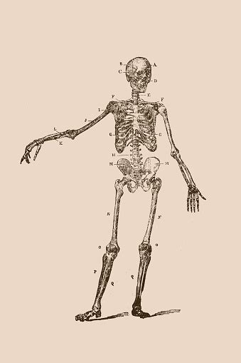 Human Skeleton向量圖形及更多人類骨架圖片 人類骨架 人體構造 人體骨骼 Istock
