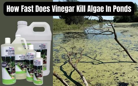 How Fast Does Vinegar Kill Algae In Ponds Read Before Apply