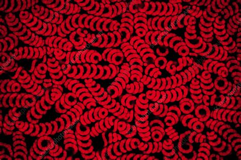 Spirulina Sp Cyanobacteria Light Micrograph Stock Image C056 8446 Science Photo Library