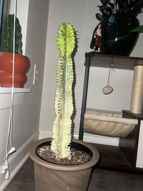 Cactus Identification R Cactus