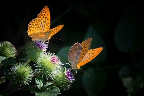 6 Ways To Attract Butterflies To Your Garden Evergreen Turf