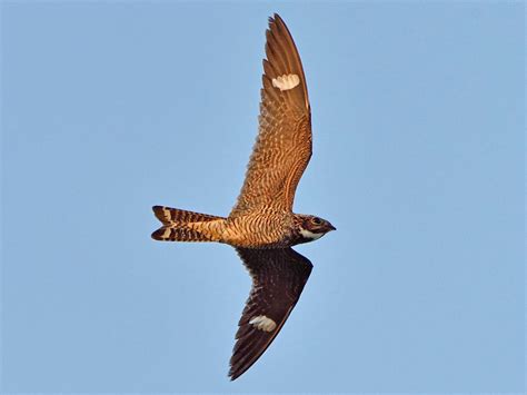 Night Hawk