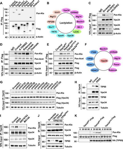 Sci Adv 华东理工大学团队报道vps34乳酸化修饰调控细胞自噬 知乎