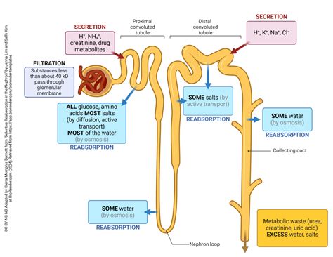 Tubular Reabsorption And Secretion Integrated Human Anatomy And